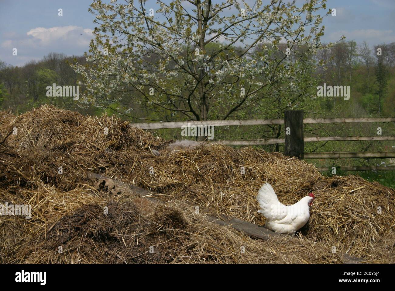 Dunghill with rooster Stock Photo - Alamy