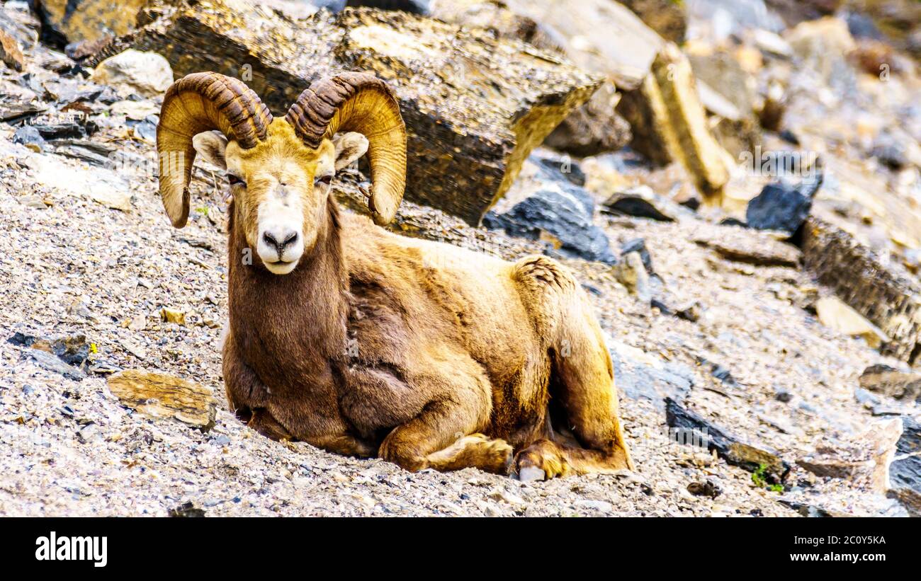 Bighorn Sheep laying down in Jasper National Park, Alberta Stock Photo ...