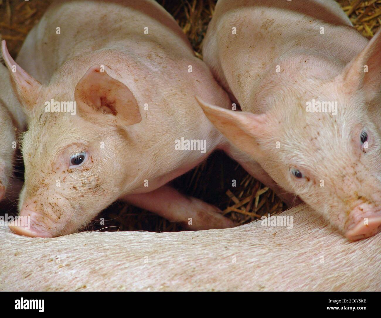 Piglet and sow Stock Photo - Alamy