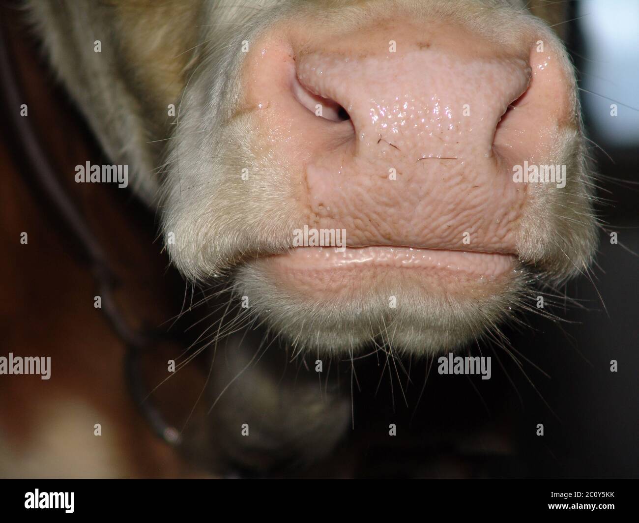 Kuhmaul hi-res stock photography and images - Alamy