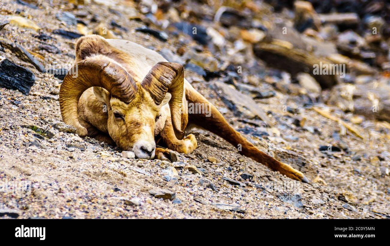Bighorn Sheep laying down in Jasper National Park, Alberta Stock Photo ...