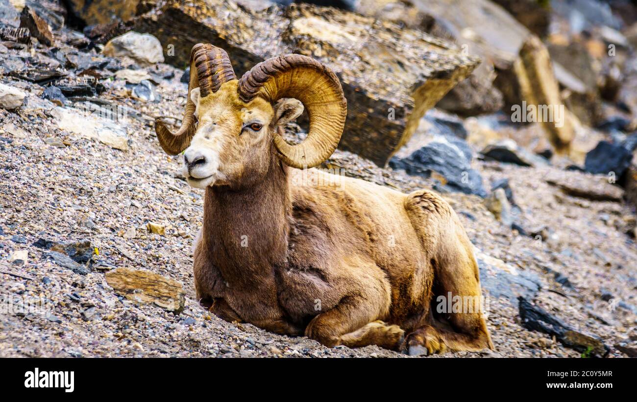 Curved horn hi-res stock photography and images - Alamy
