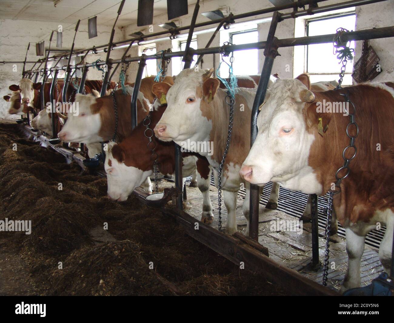 Cattle shed hi-res stock photography and images - Alamy
