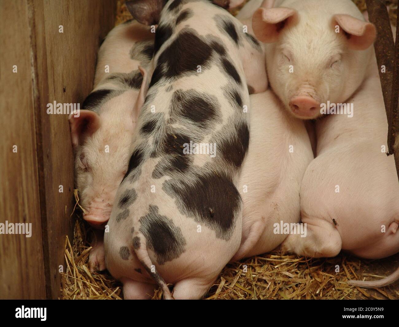 Swine house hi-res stock photography and images - Alamy