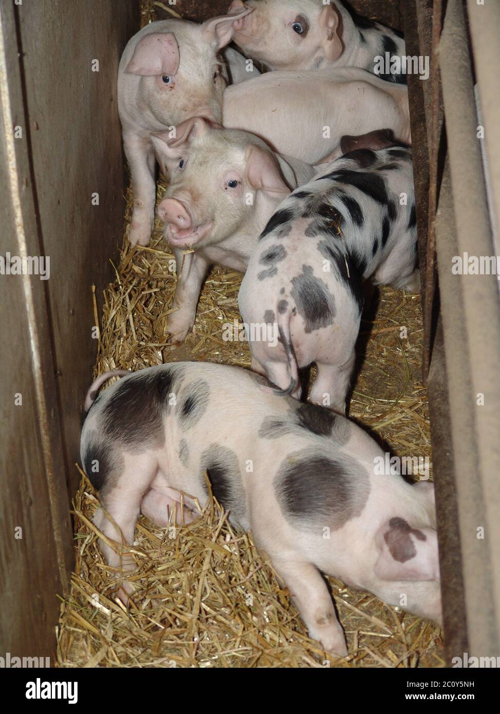 Porkling hi-res stock photography and images - Alamy