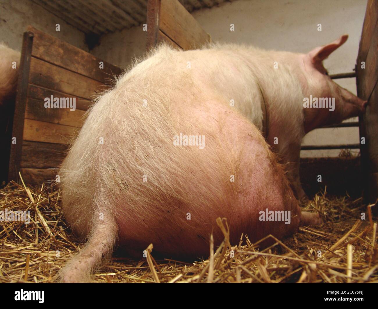 Domestic pig house not guinea hi-res stock photography and images - Alamy