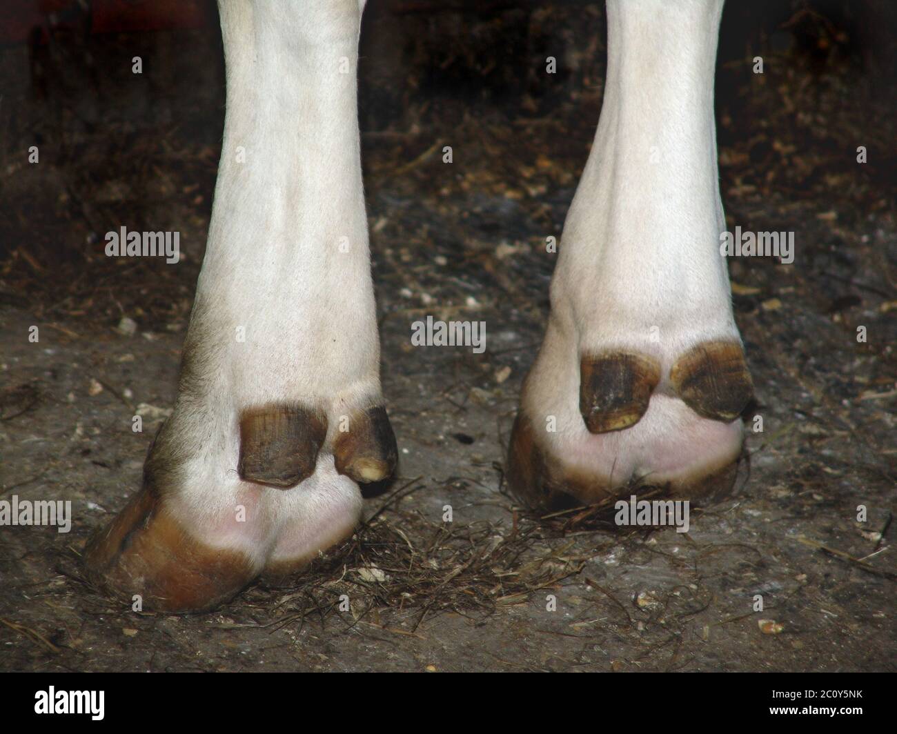 Front legs of cattle Stock Photo - Alamy