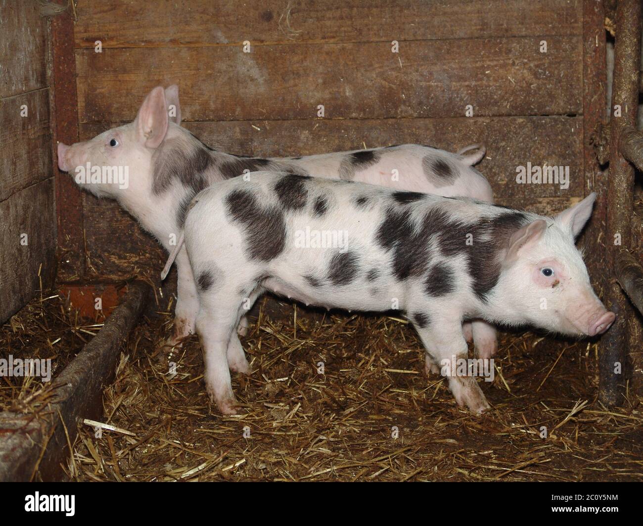 Porkling hi-res stock photography and images - Alamy