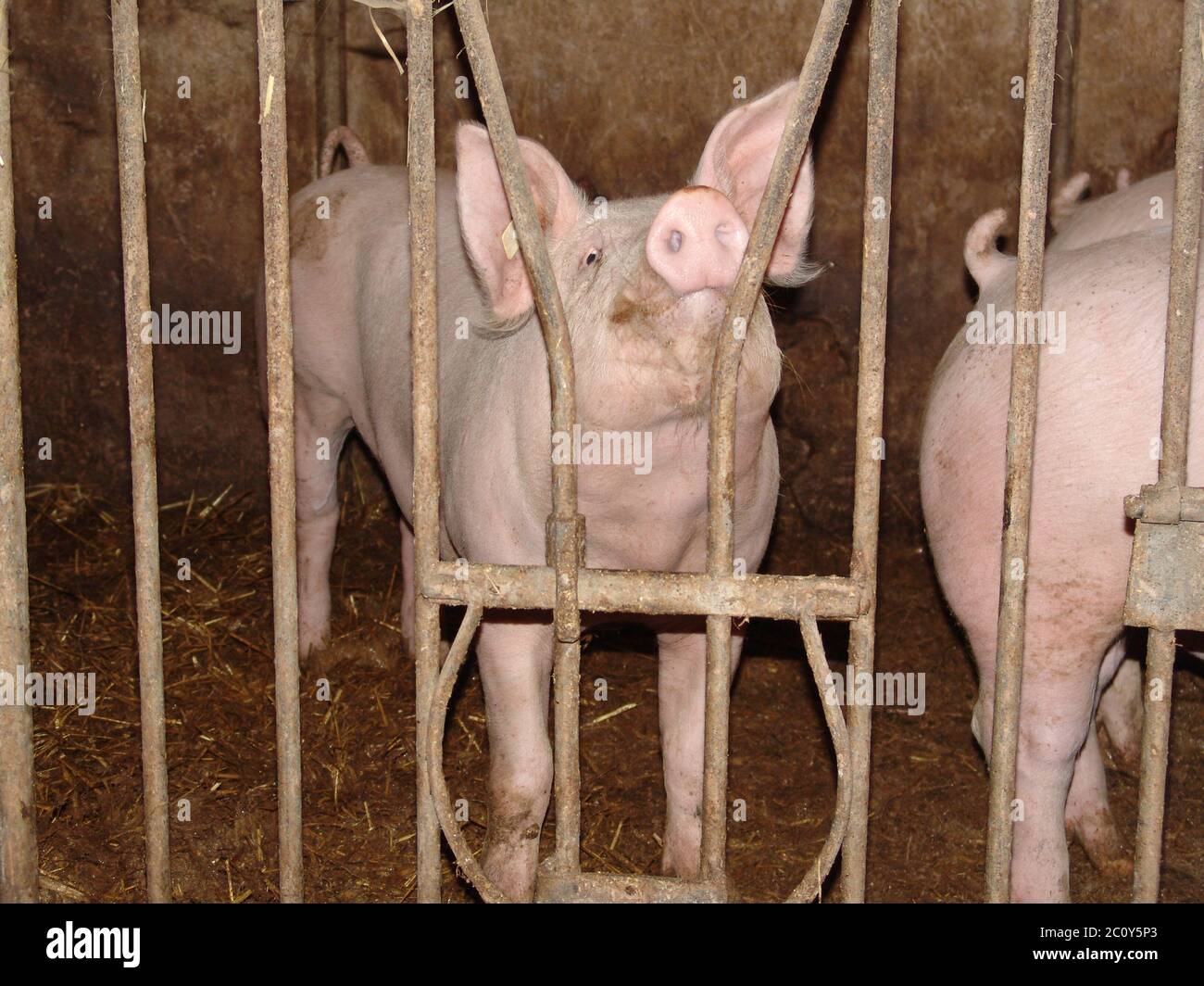 Swine house hi-res stock photography and images - Alamy