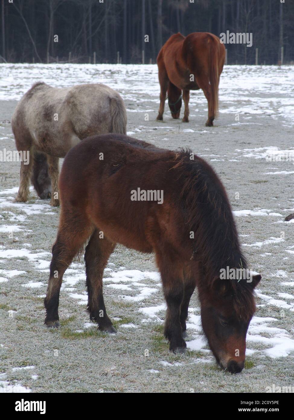 Paddock in winter Stock Photo - Alamy