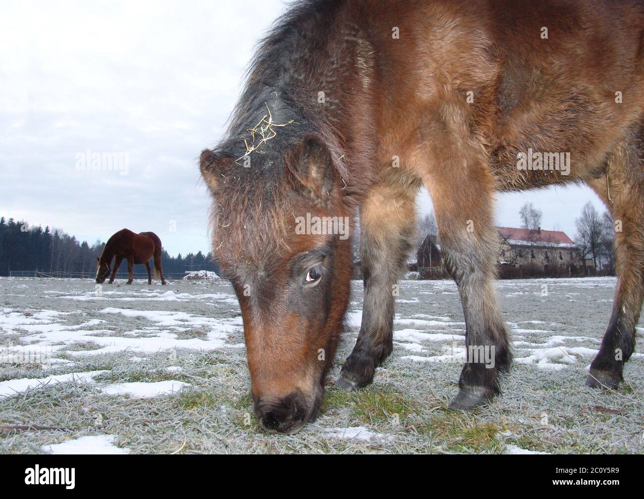 Paddock in winter Stock Photo - Alamy