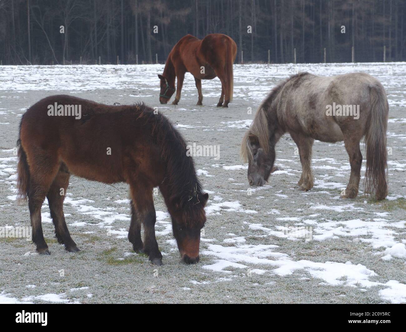 Paddock in winter Stock Photo - Alamy