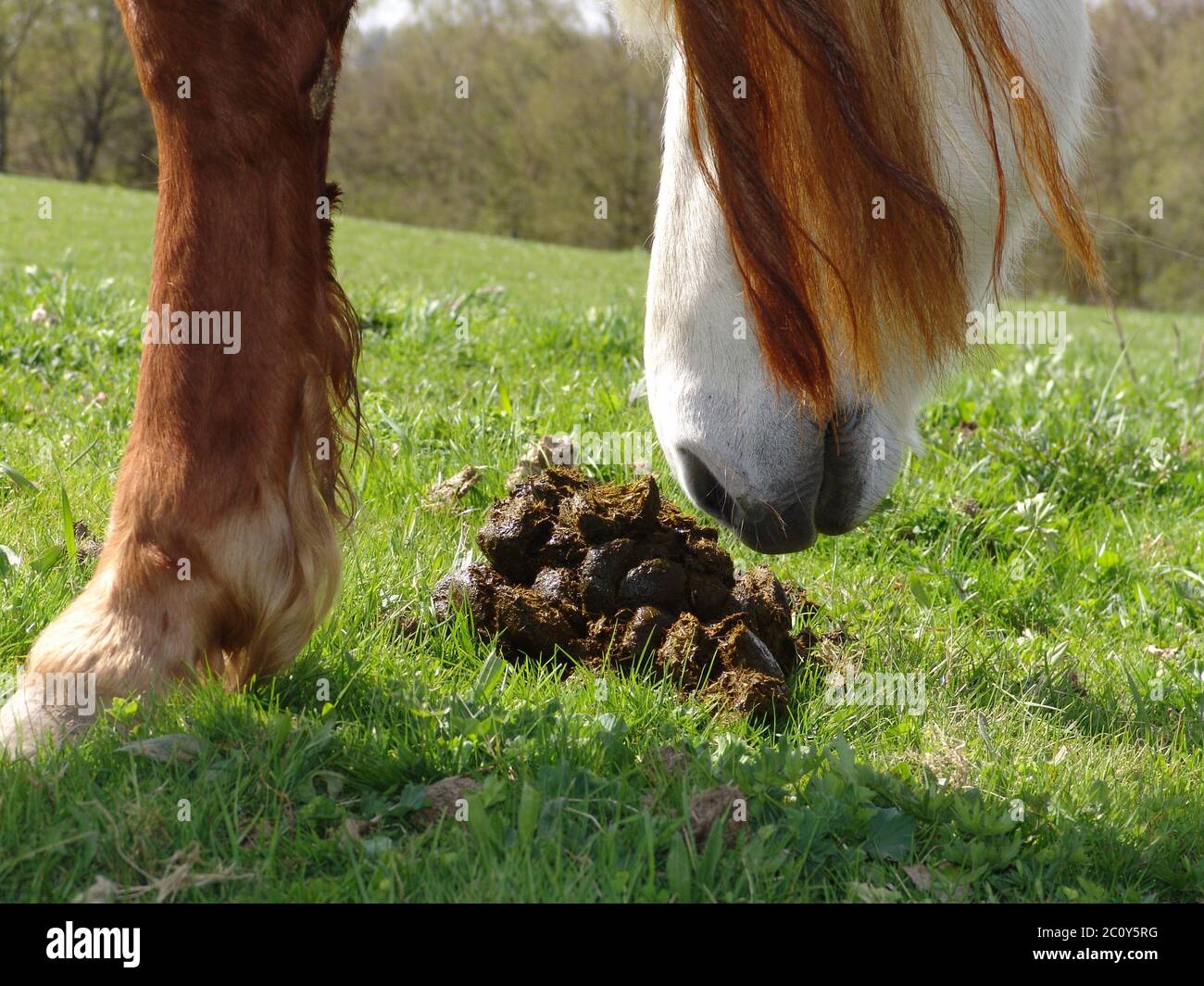 Animal droppings hi-res stock photography and images - Alamy