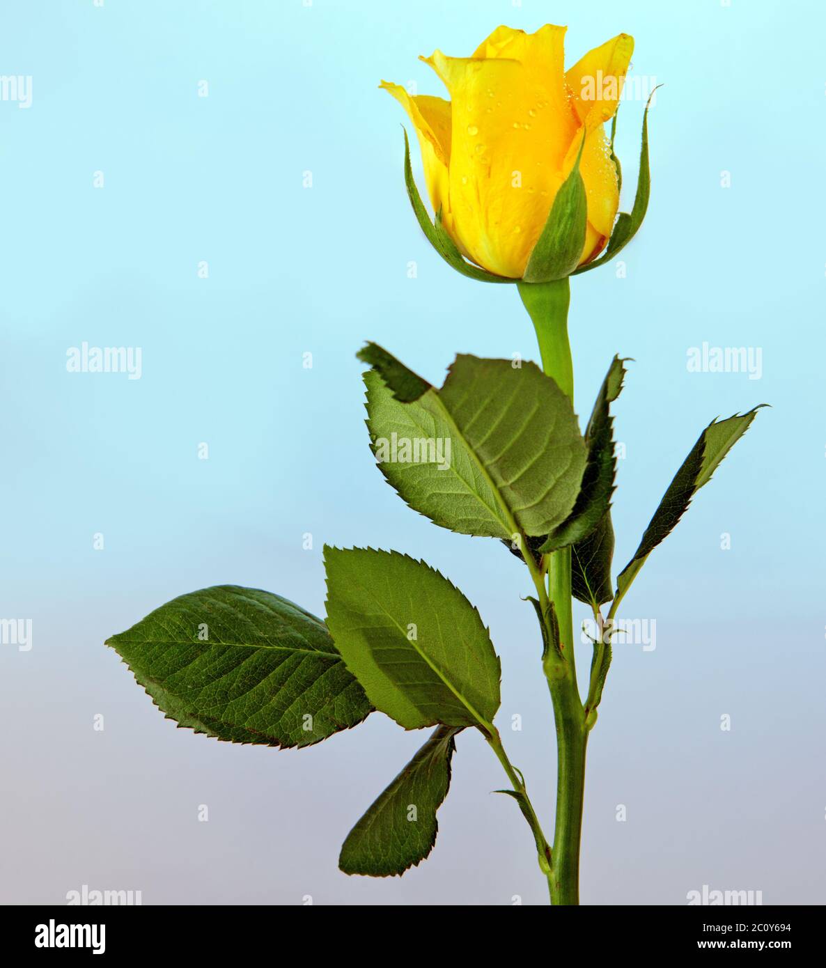 Yellow rose bunch hi-res stock photography and images - Alamy