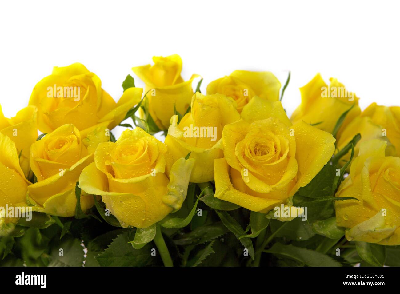 Yellow roses background Stock Photo - Alamy