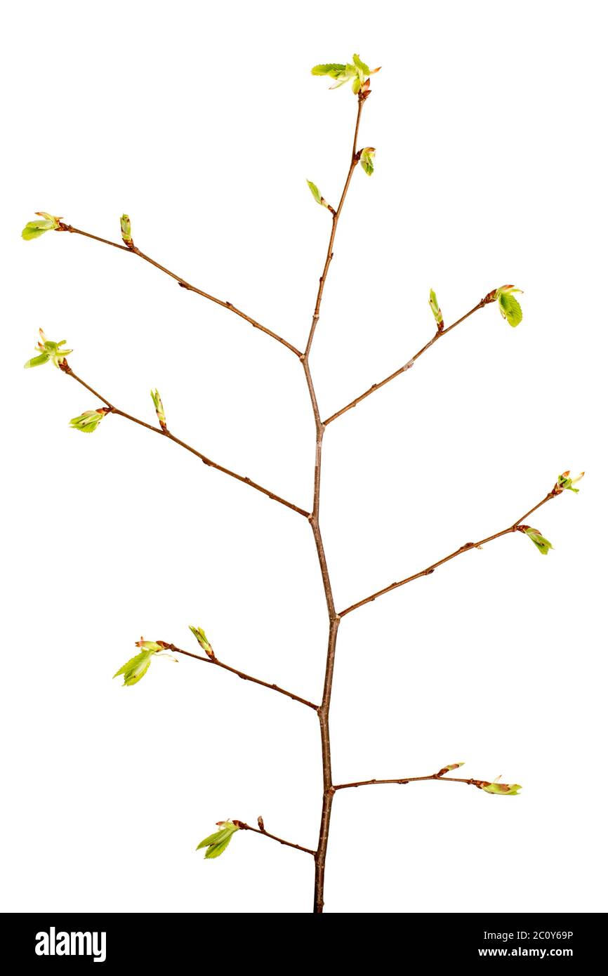 Branch of tree with buds, isolated Stock Photo - Alamy