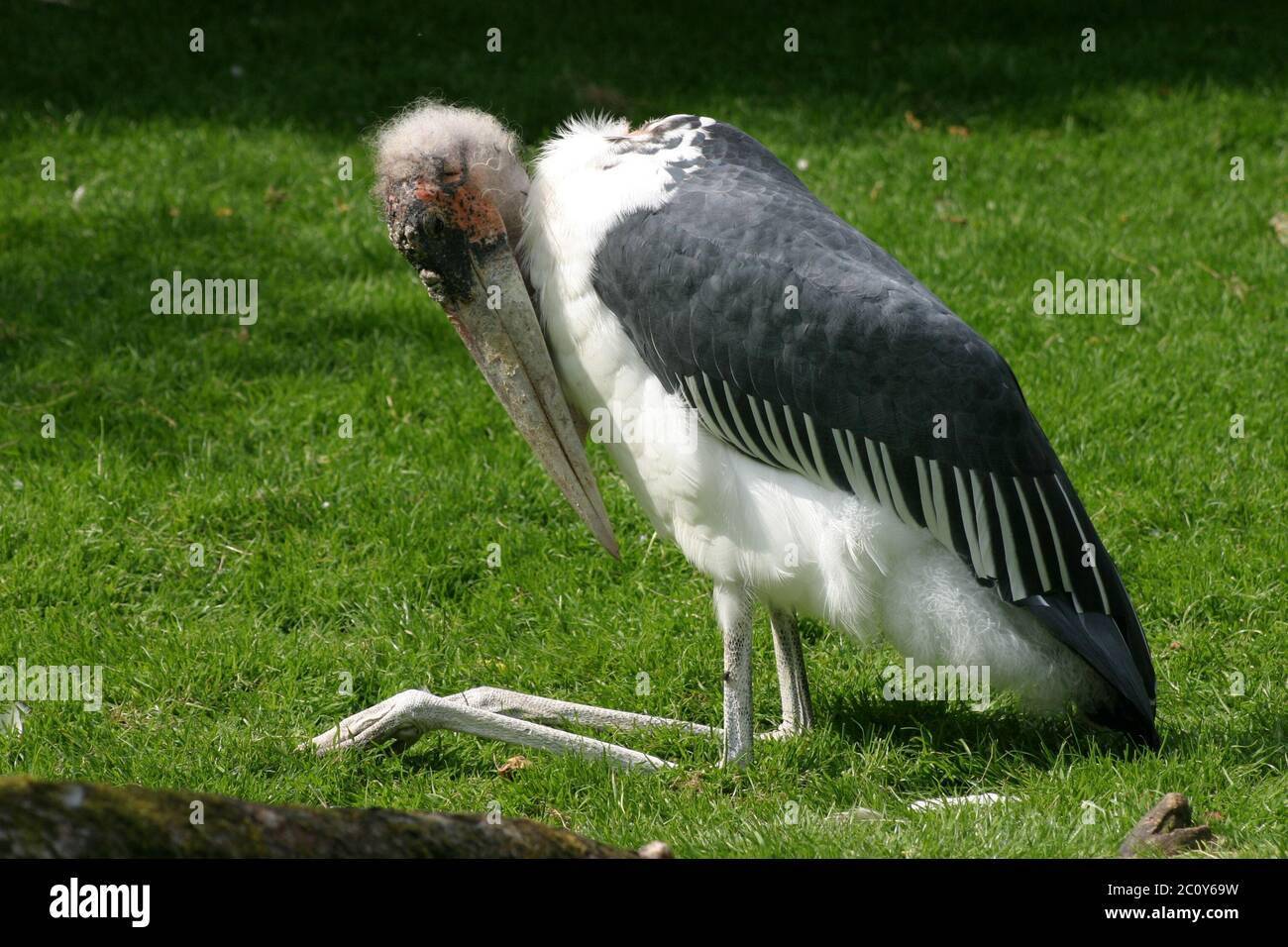 Marabu hi-res stock photography and images - Alamy