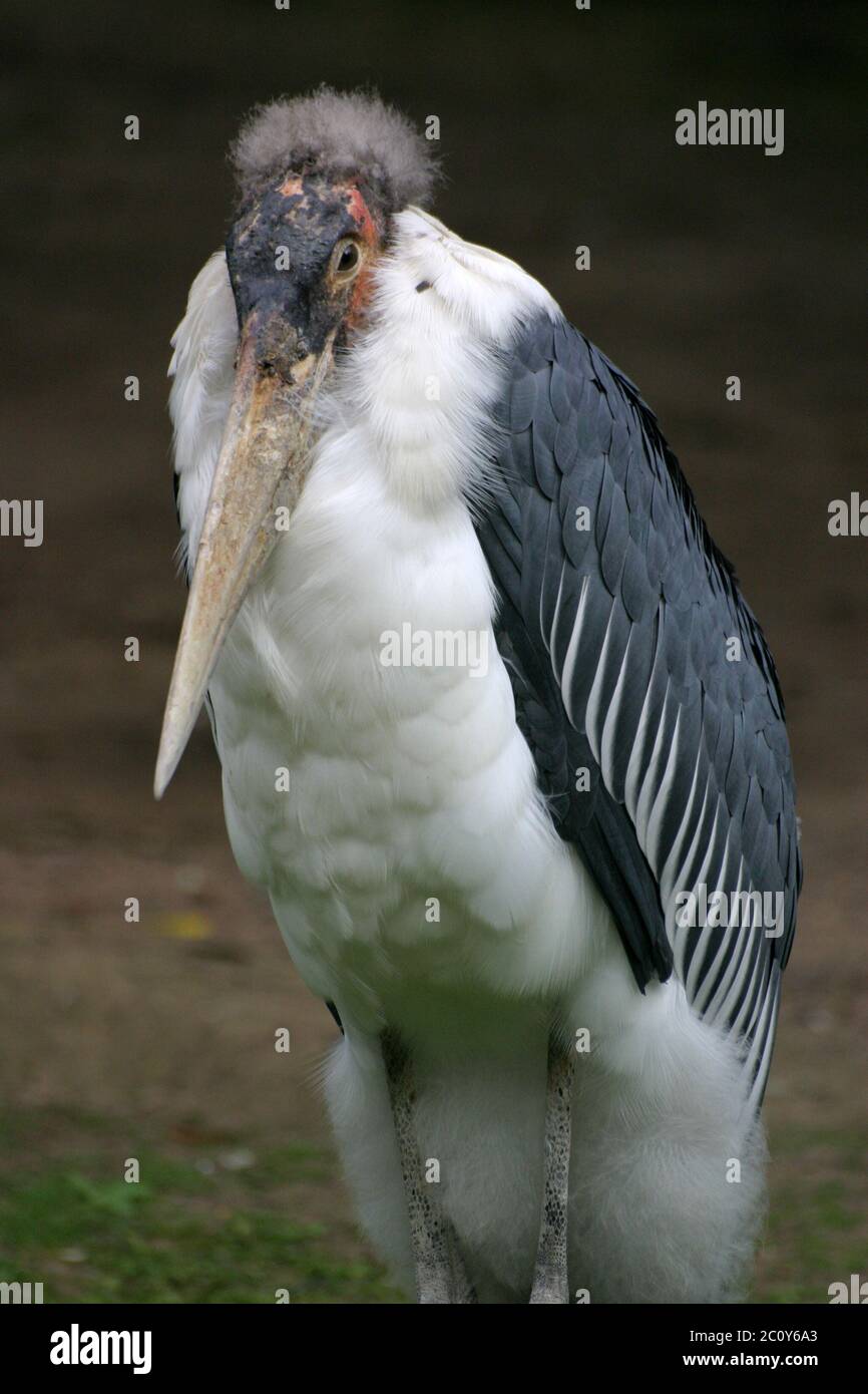 Marabu hi-res stock photography and images - Alamy