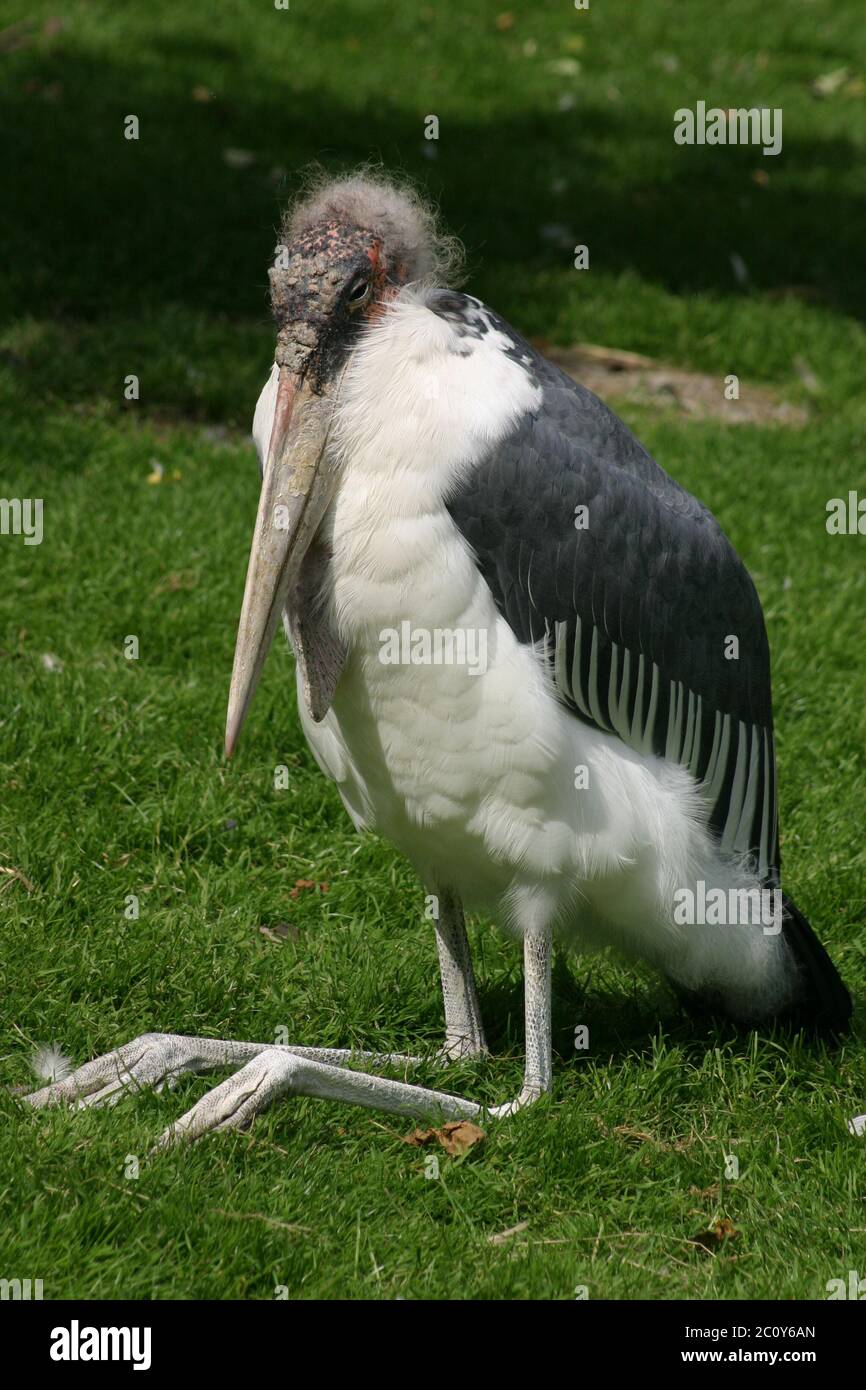Marabu hi-res stock photography and images - Alamy