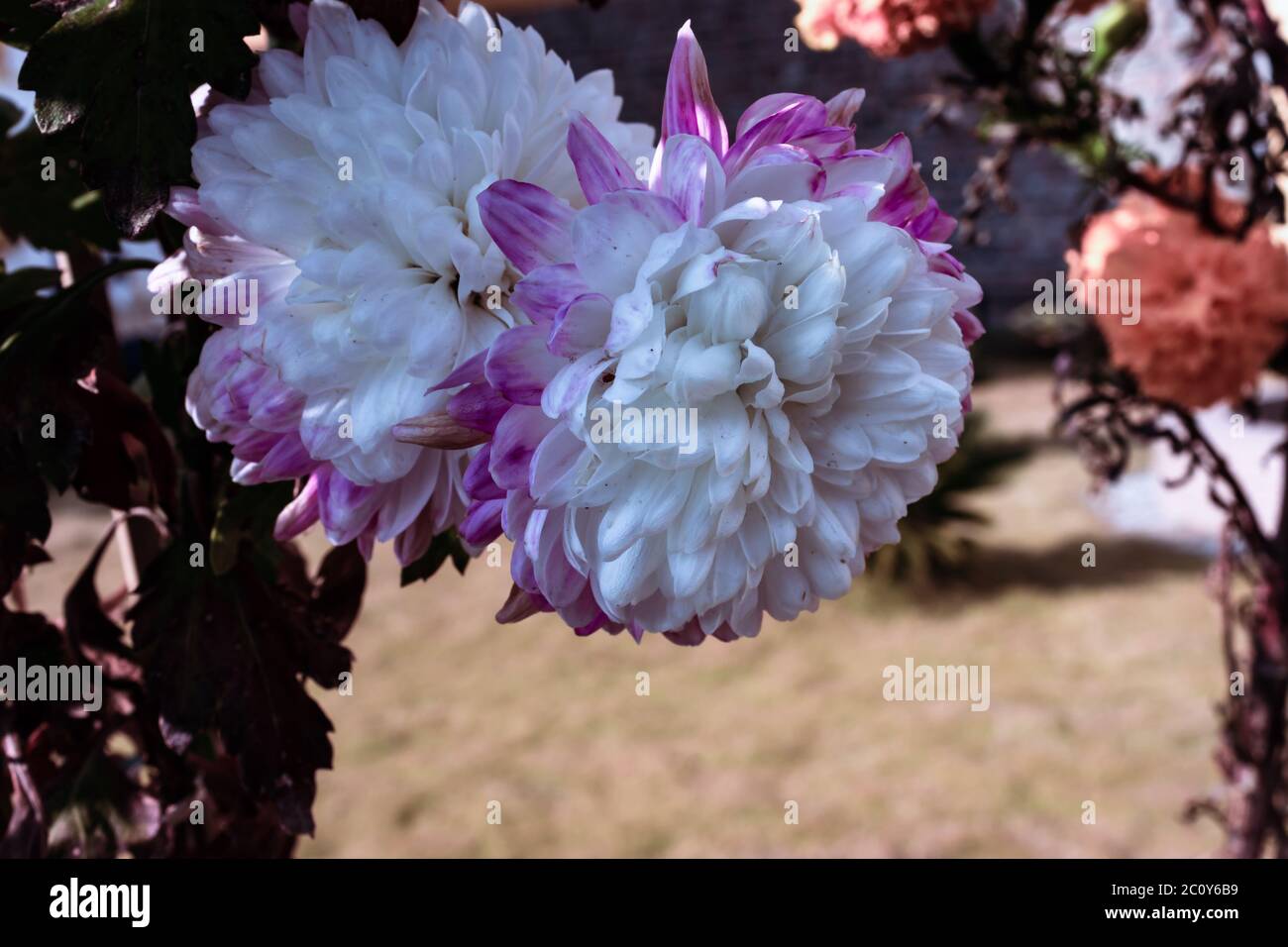 Closeup of a chrysanths flower planted in one of the stupa at ...