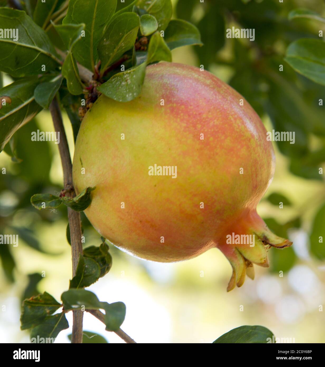 The leaves of the pomegranate tree hi-res stock photography and images ...