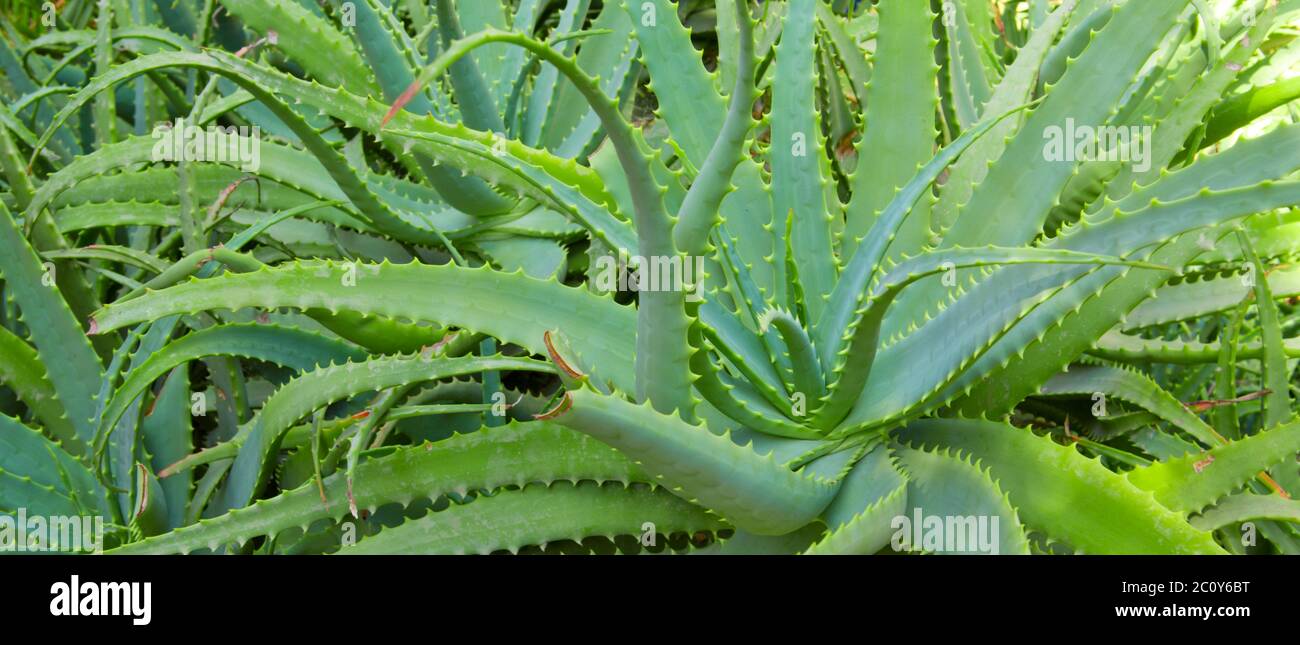 Aloe vera plant growing not white hi-res stock photography and images ...