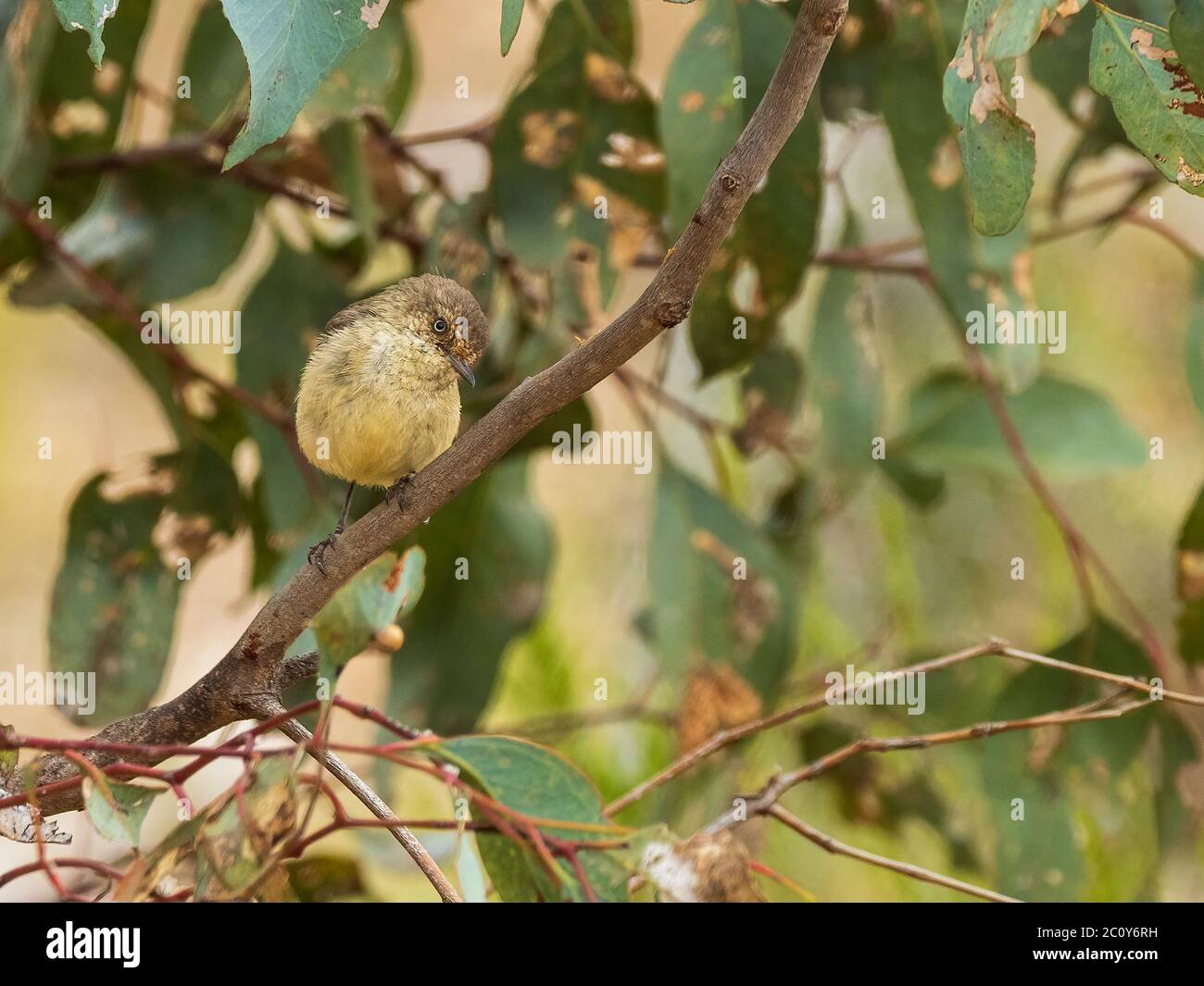 The Buff-rumped Thornbill (Acanthiza reguloides) is a small bird with ...