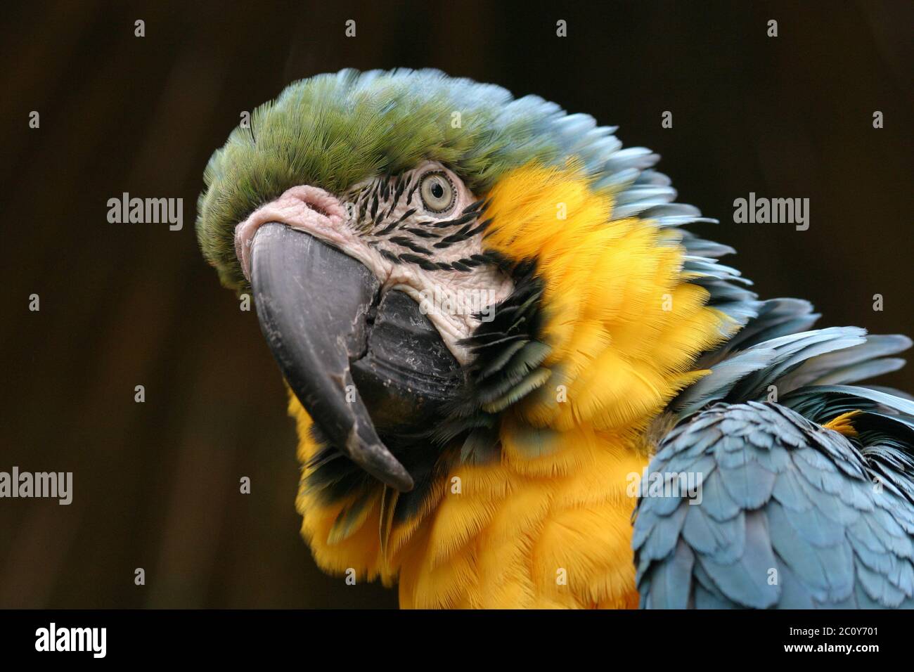 Chested hi-res stock photography and images - Alamy