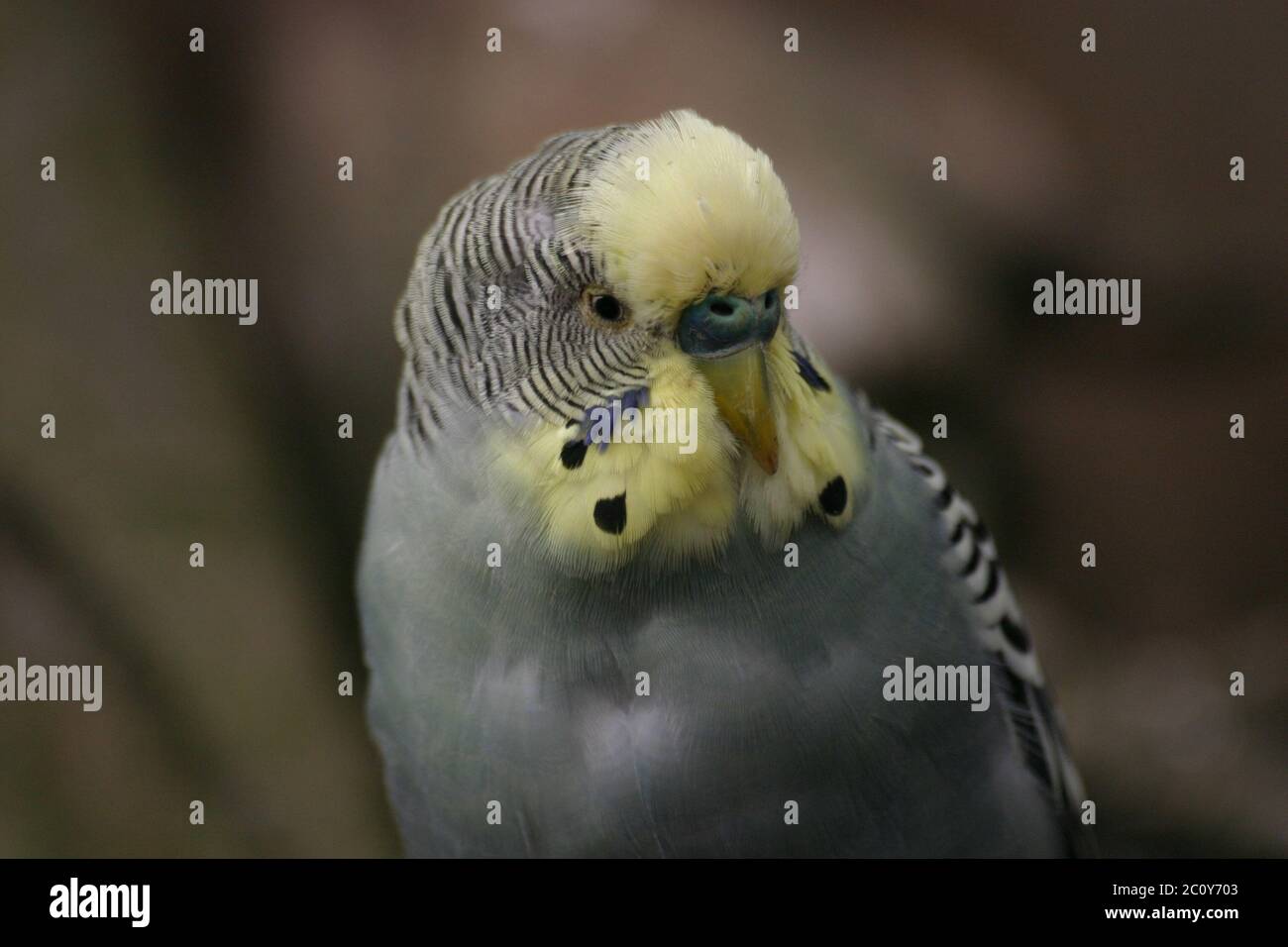 Wellensittich hi-res stock photography and images - Alamy