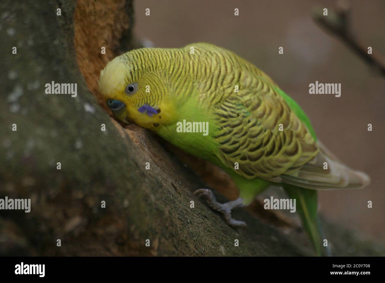 Wellensittich hi-res stock photography and images - Alamy
