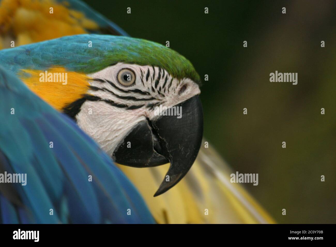 Chested hi-res stock photography and images - Alamy