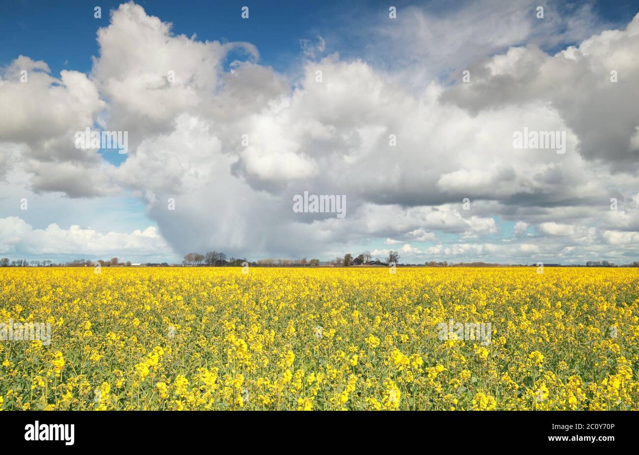 Rapeseed Flower Field High Resolution Stock Photography and Images - Alamy