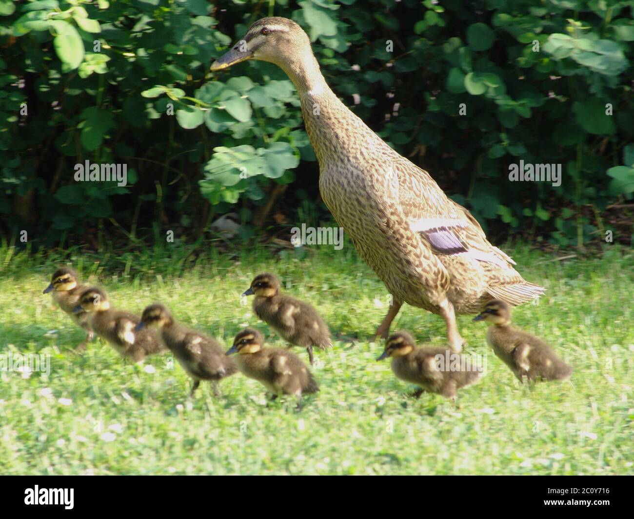 Indian runner duck hi-res stock photography and images - Alamy