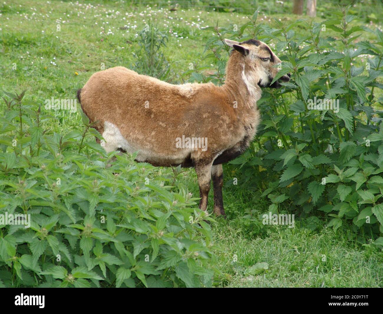 Cameroon sheep hi-res stock photography and images - Alamy