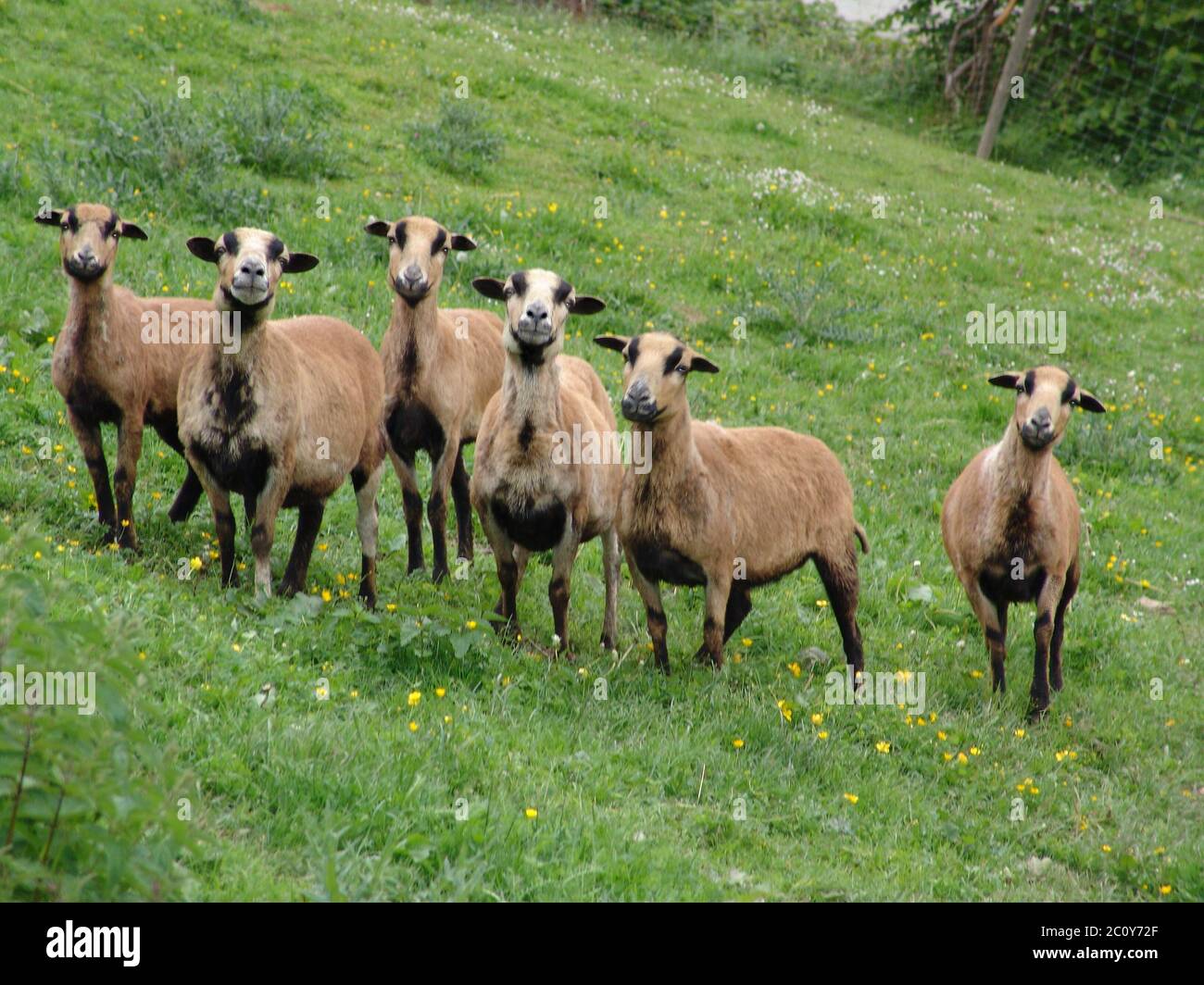 Cameroon Sheep High Resolution Stock Photography and Images - Alamy