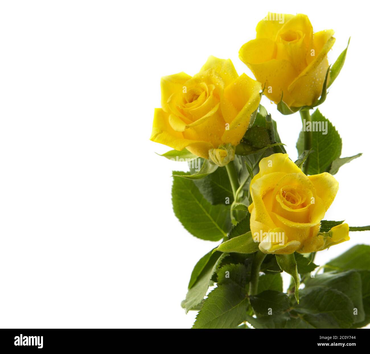 Three rose blossom bouquet hi-res stock photography and images - Alamy