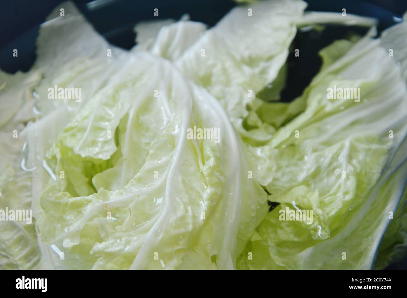 fresh Chinese cabbage water cleaning in plastic basin Stock Photo - Alamy