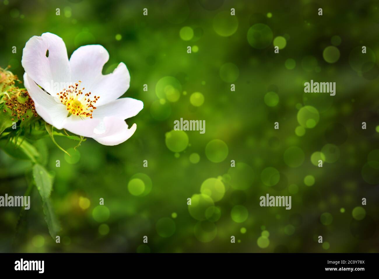 Rose hip stem hi-res stock photography and images - Alamy