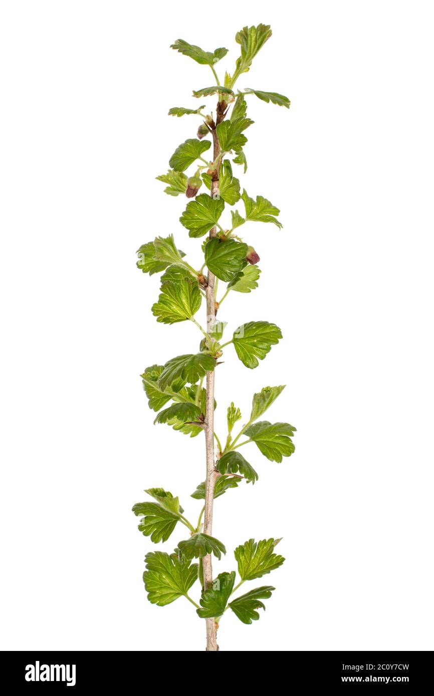 Flowering branch of gooseberry Stock Photo - Alamy