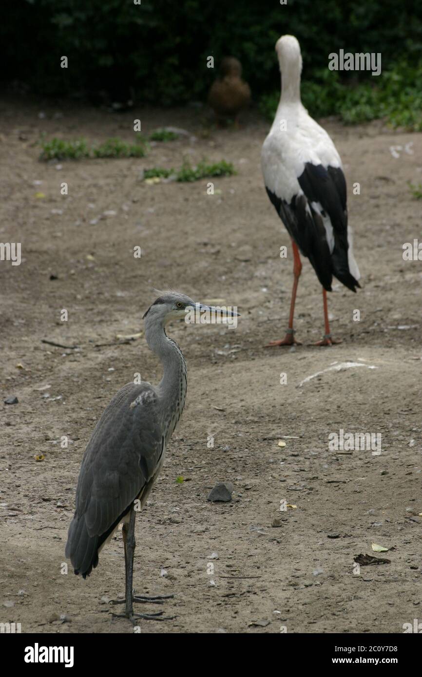 Grey stork hi-res stock photography and images - Alamy