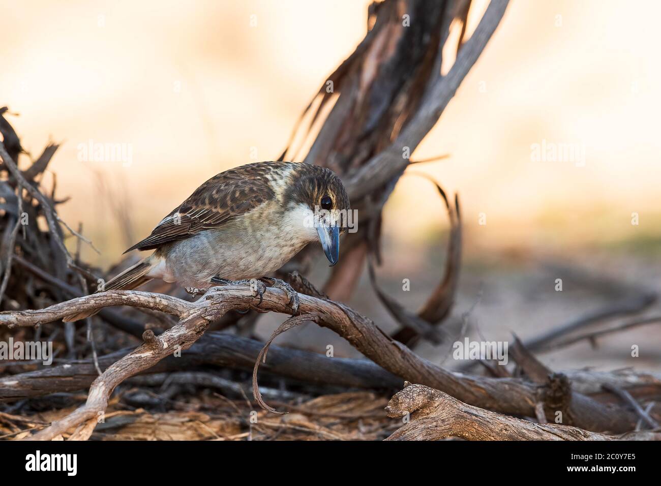 Australian butcher bird hi-res stock photography and images - Alamy