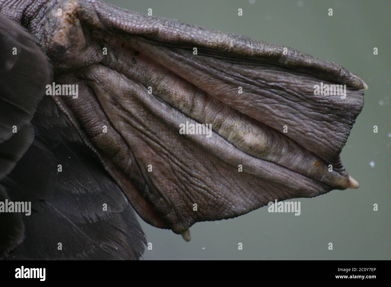 Swan foot hi-res stock photography and images - Alamy