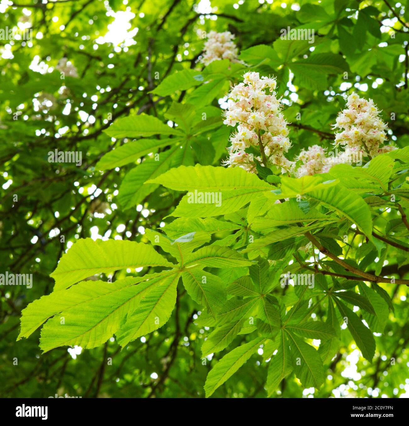 Sun chestnut hi-res stock photography and images - Alamy
