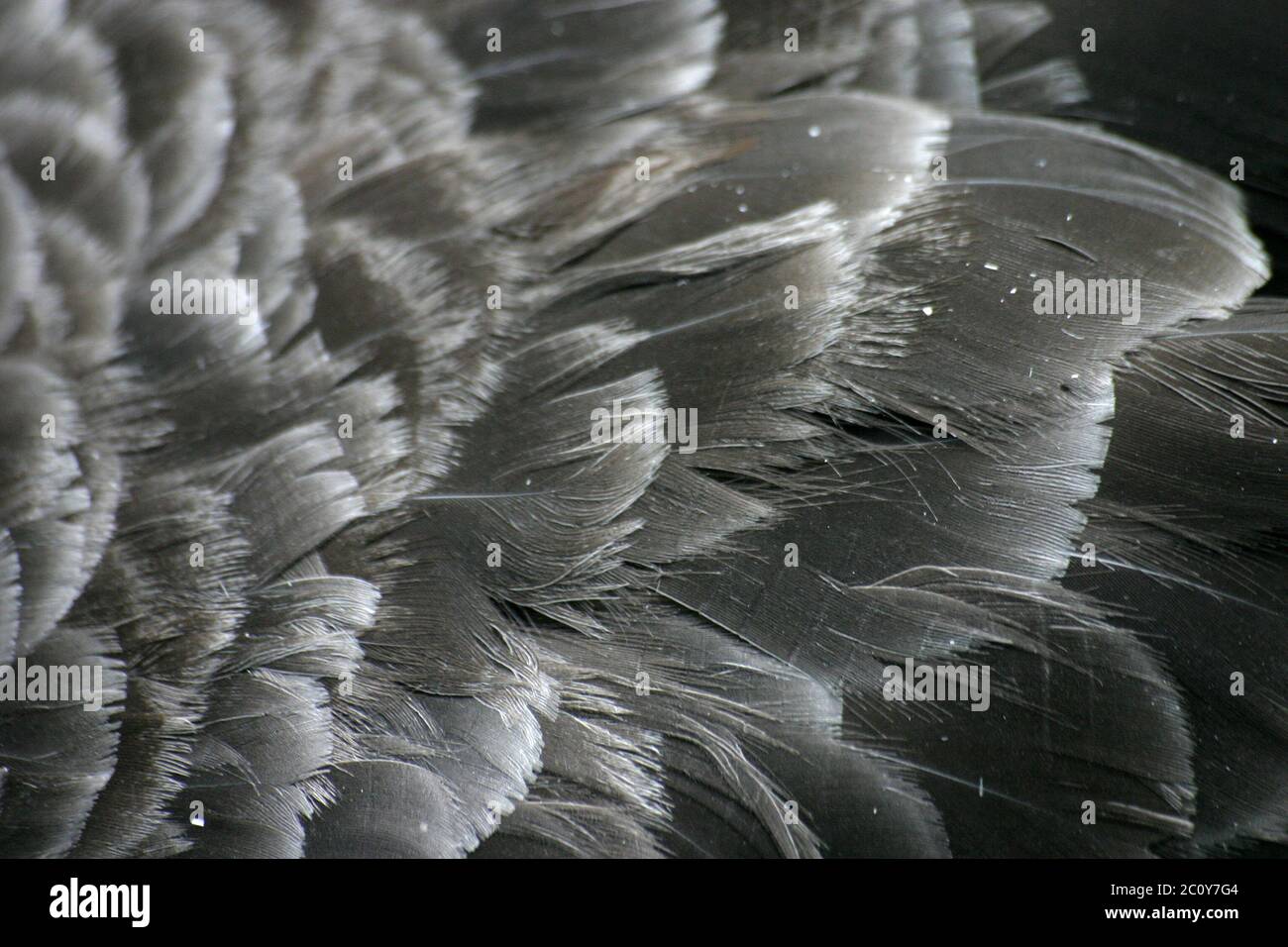 All black feathers hi-res stock photography and images - Alamy