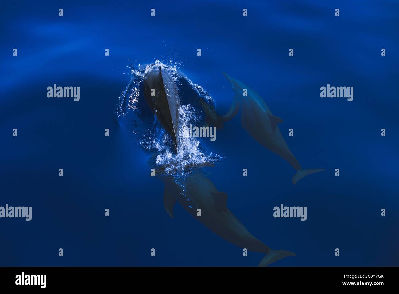 Dolphins swimming in tropical water hi-res stock photography and images ...