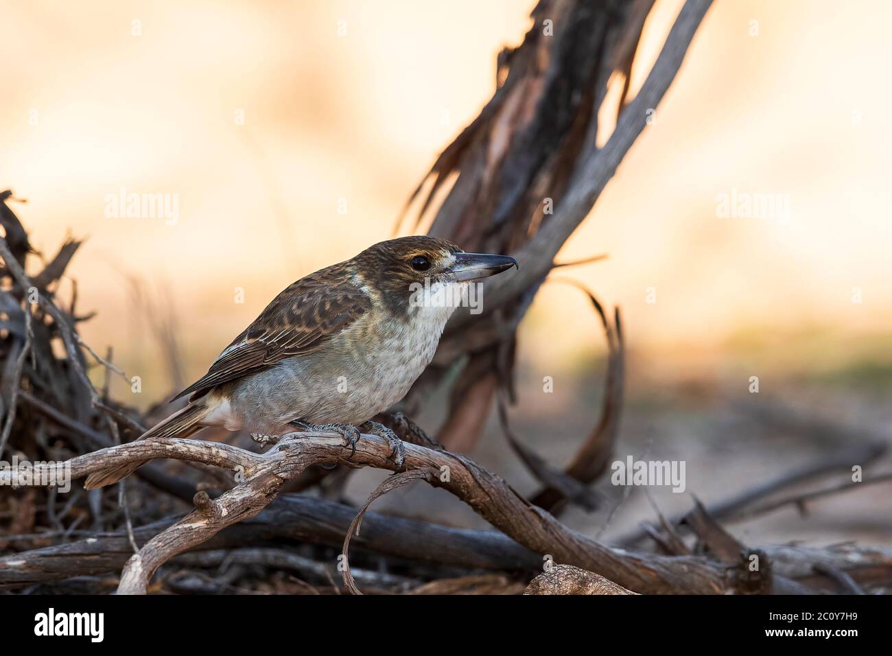Australian butcher bird hi-res stock photography and images - Alamy