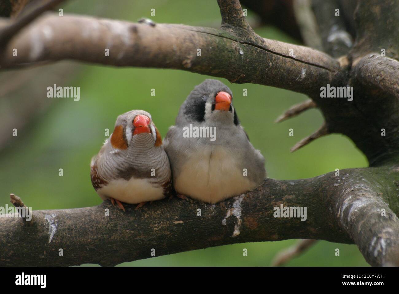 Zebrafinken hi-res stock photography and images - Alamy