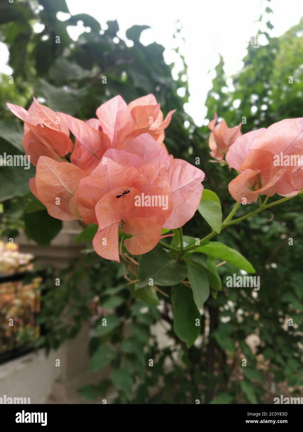 Natural light photography about flower Stock Photo - Alamy