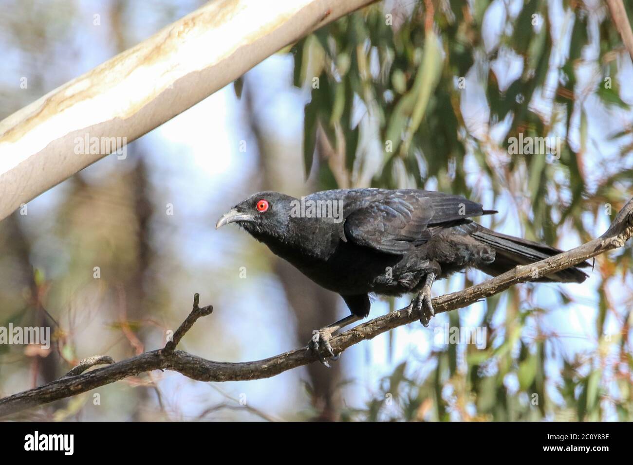 Australian white winged chough hi-res stock photography and images - Alamy