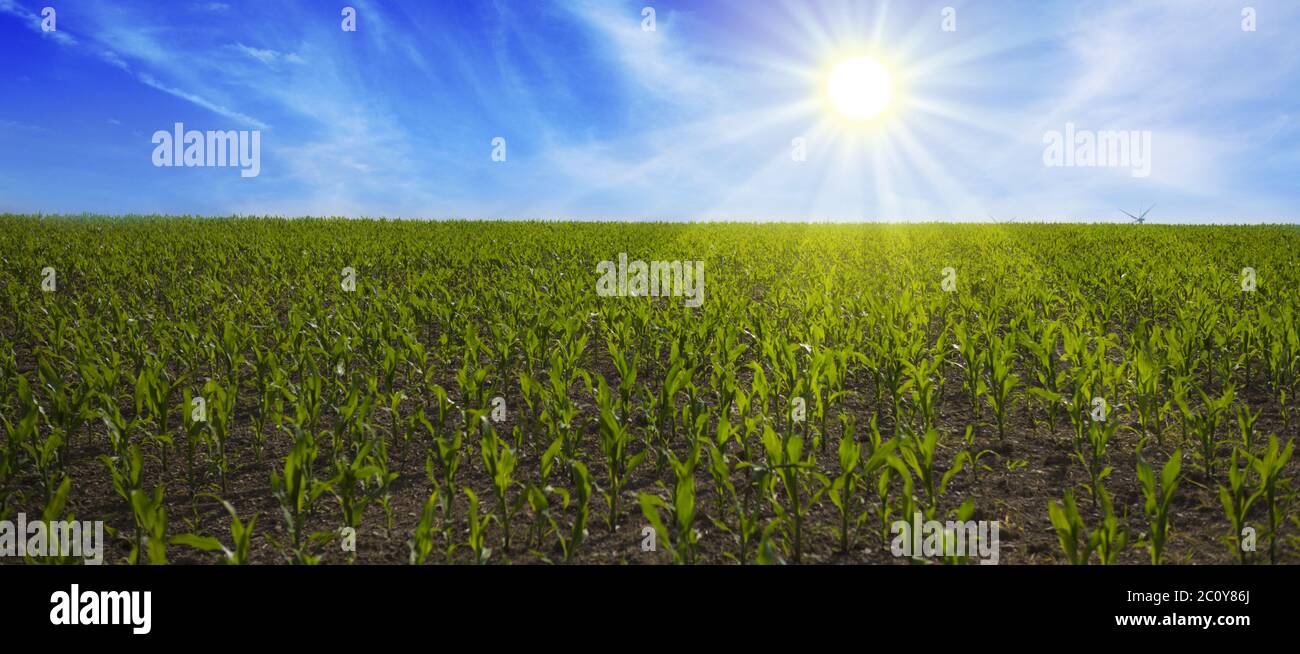 Field bright hi-res stock photography and images - Alamy